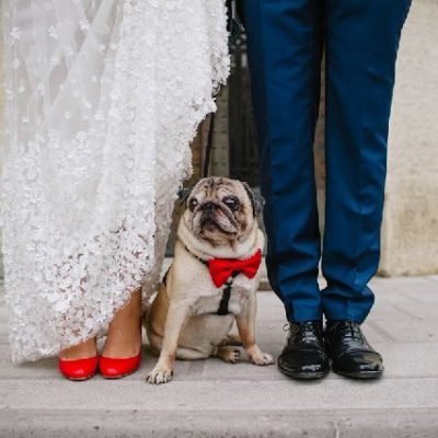 Te decimos cómo incluir a tu mascota en la boda | Revista KENA México