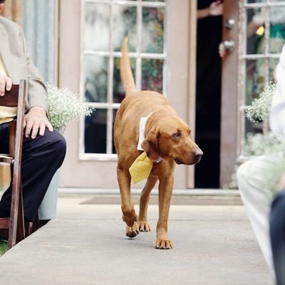 Te decimos cómo incluir a tu mascota en la boda | Revista KENA México