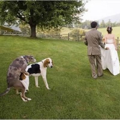 Te decimos cómo incluir a tu mascota en la boda | Revista KENA México