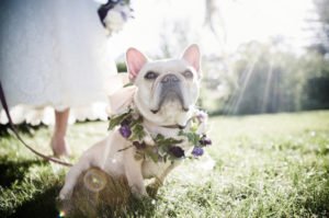Te decimos cómo incluir a tu mascota en la boda | Revista KENA México