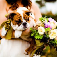 Te decimos cómo incluir a tu mascota en la boda | Revista KENA México