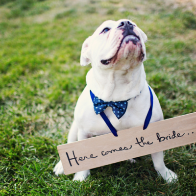 Te decimos cómo incluir a tu mascota en la boda | Revista KENA México