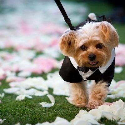 Te decimos cómo incluir a tu mascota en la boda | Revista KENA México