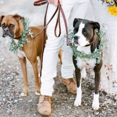 Te decimos cómo incluir a tu mascota en la boda | Revista KENA México