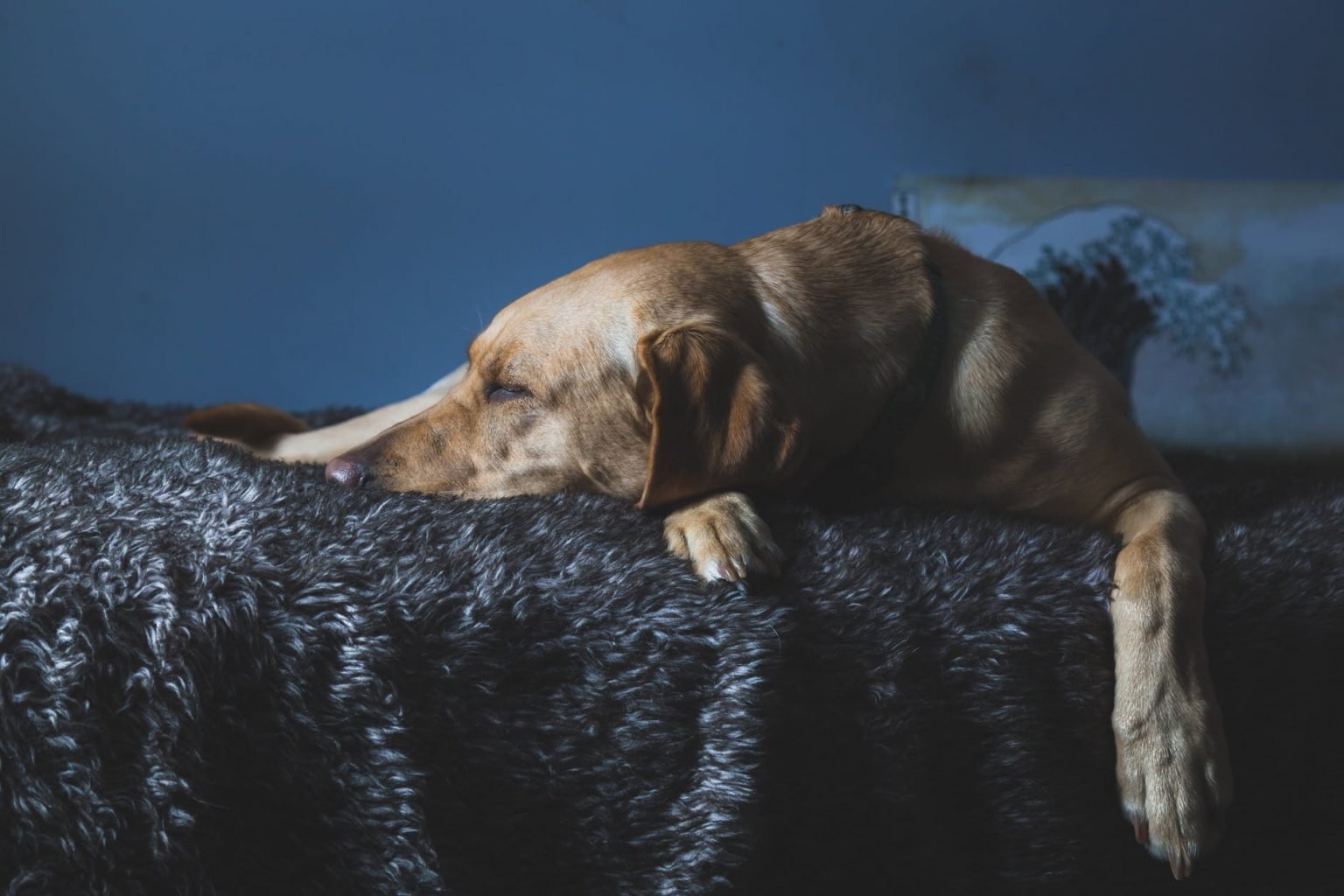 ¿Conoces todo sobre el sueño de tu perro? | Revista KENA México