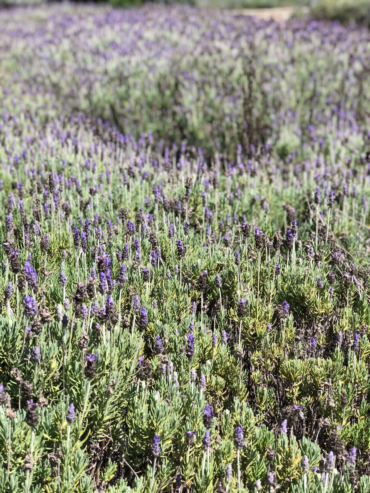 Campos de lavanda por siempre | Revista KENA México